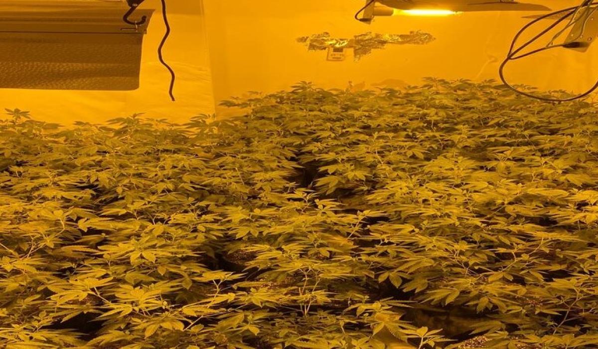 €432,000 in cannabis plants seized from growhouses in Ballinasloe and ...
