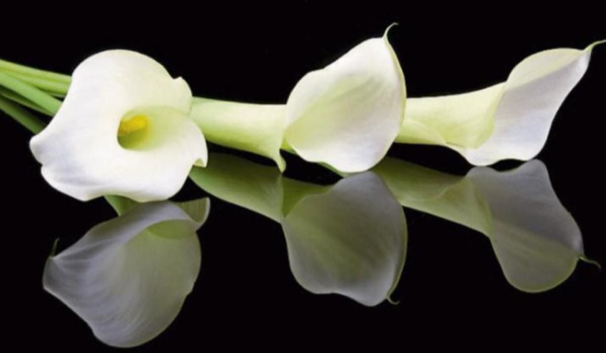 RIP: Limerick deaths and funeral details, Thursday, June 5 - Limerick Live