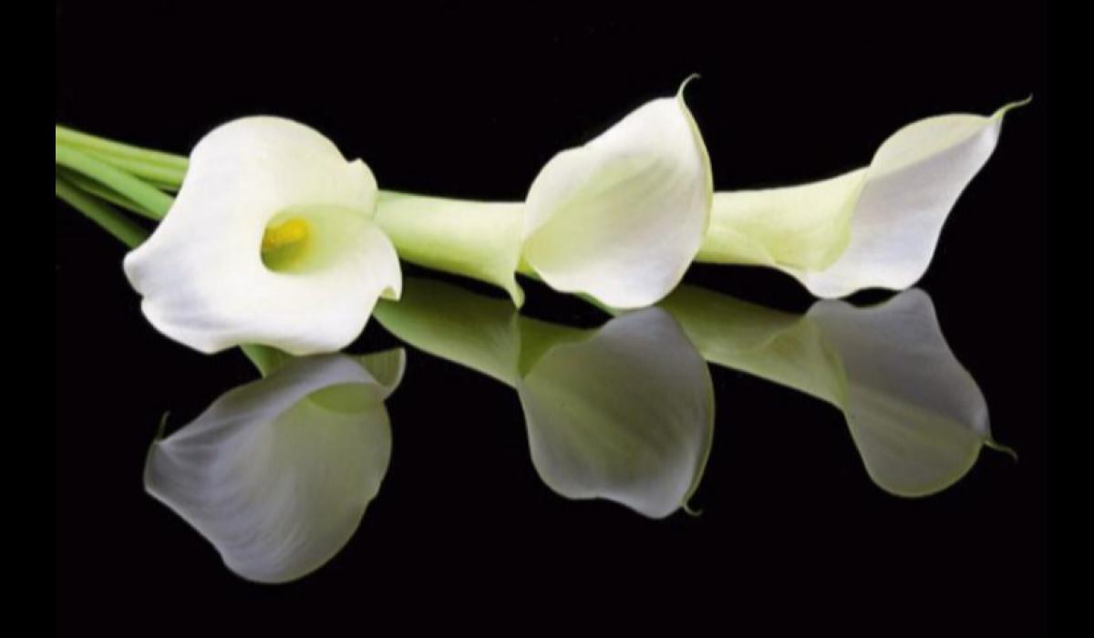 RIP: Limerick deaths and funeral details, Thursday, August 14 ...