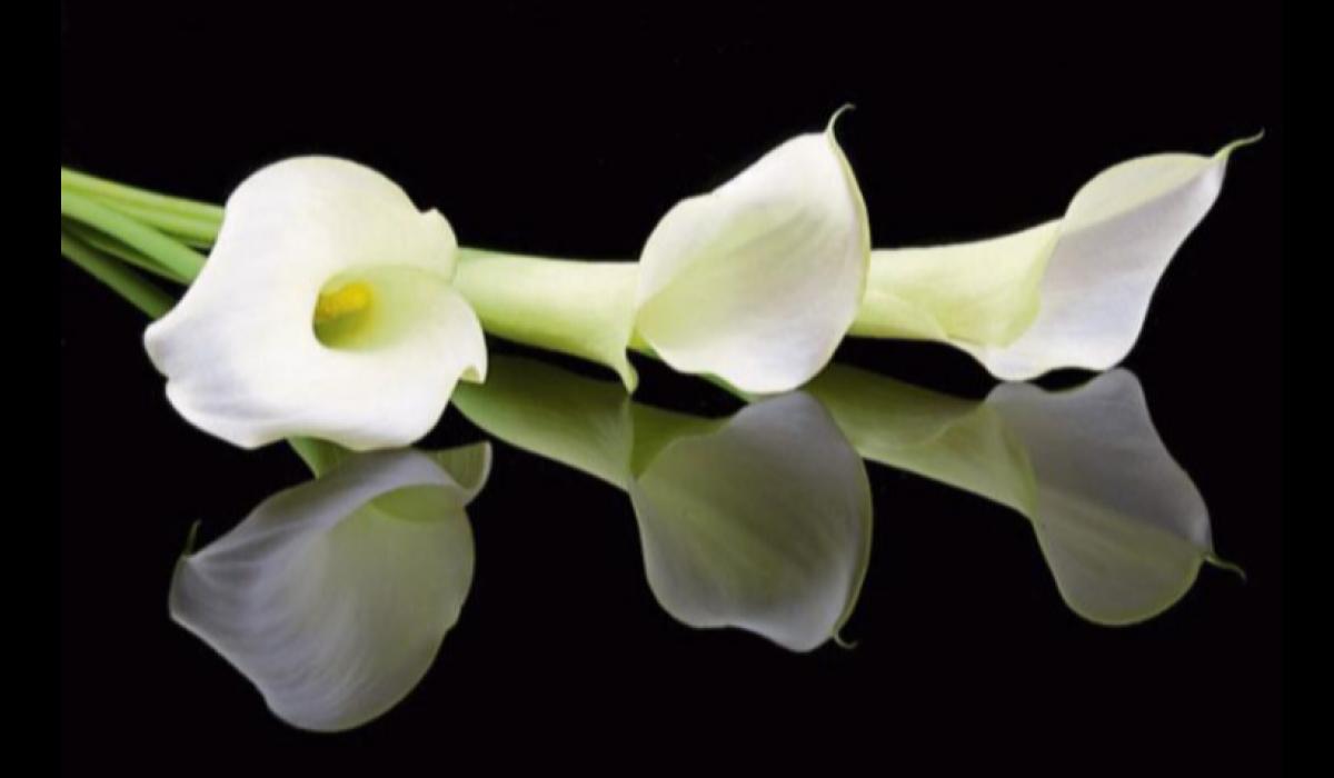 RIP: Limerick deaths and funeral details, Thursday, November 13, 2025 ...