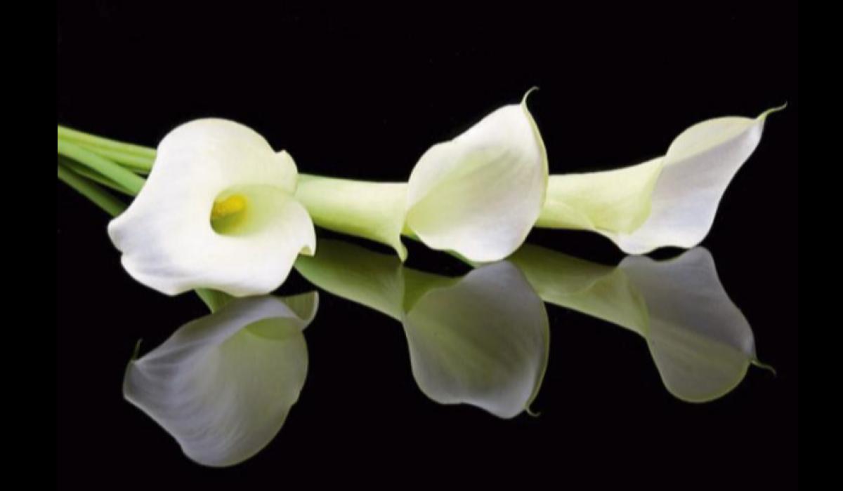 RIP: Limerick deaths and funeral details, Friday, November 21, 2025 ...