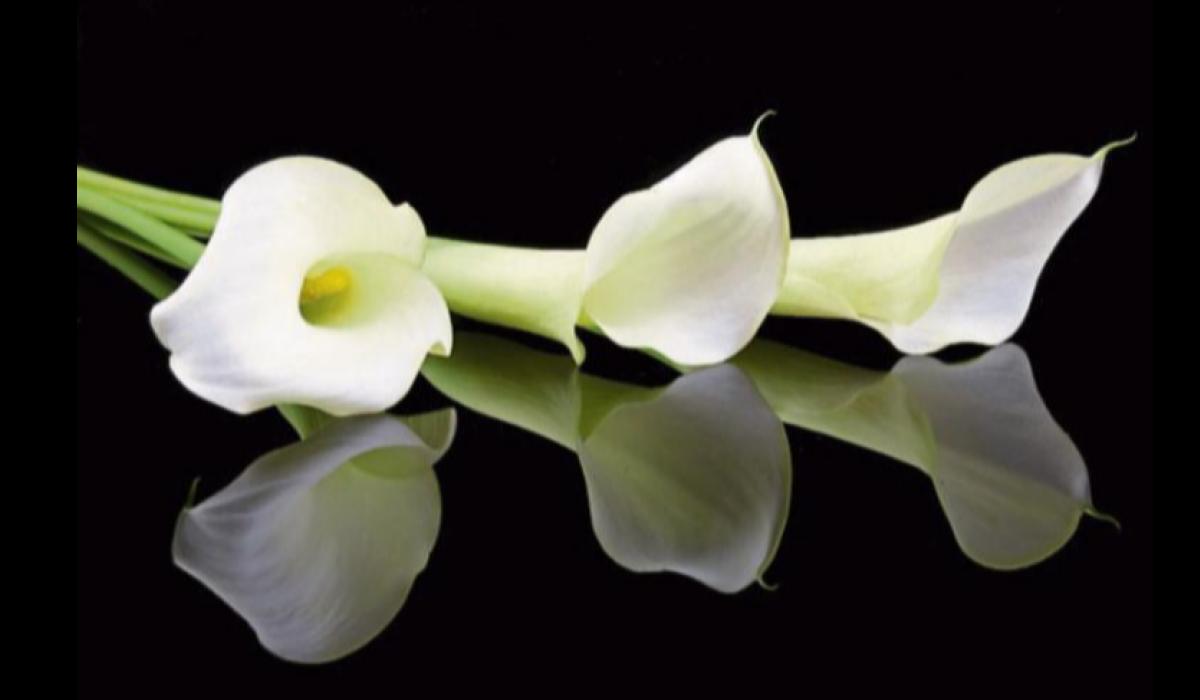 RIP: Limerick deaths and funeral details, Thursday, November 27, 2025 ...