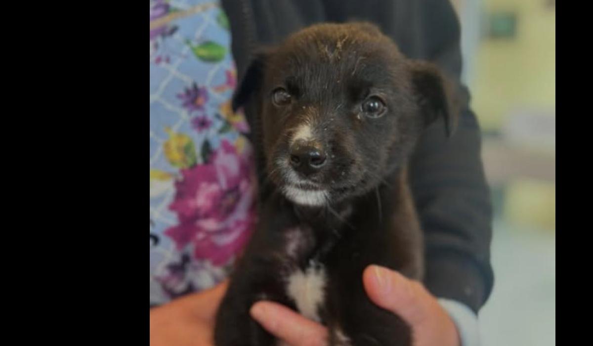 'Poor little baby'- Puppy kicked around like a football by group of ...