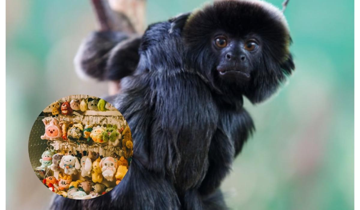 OPINION: New rule at Dublin Zoo is just another example of rip-off ...