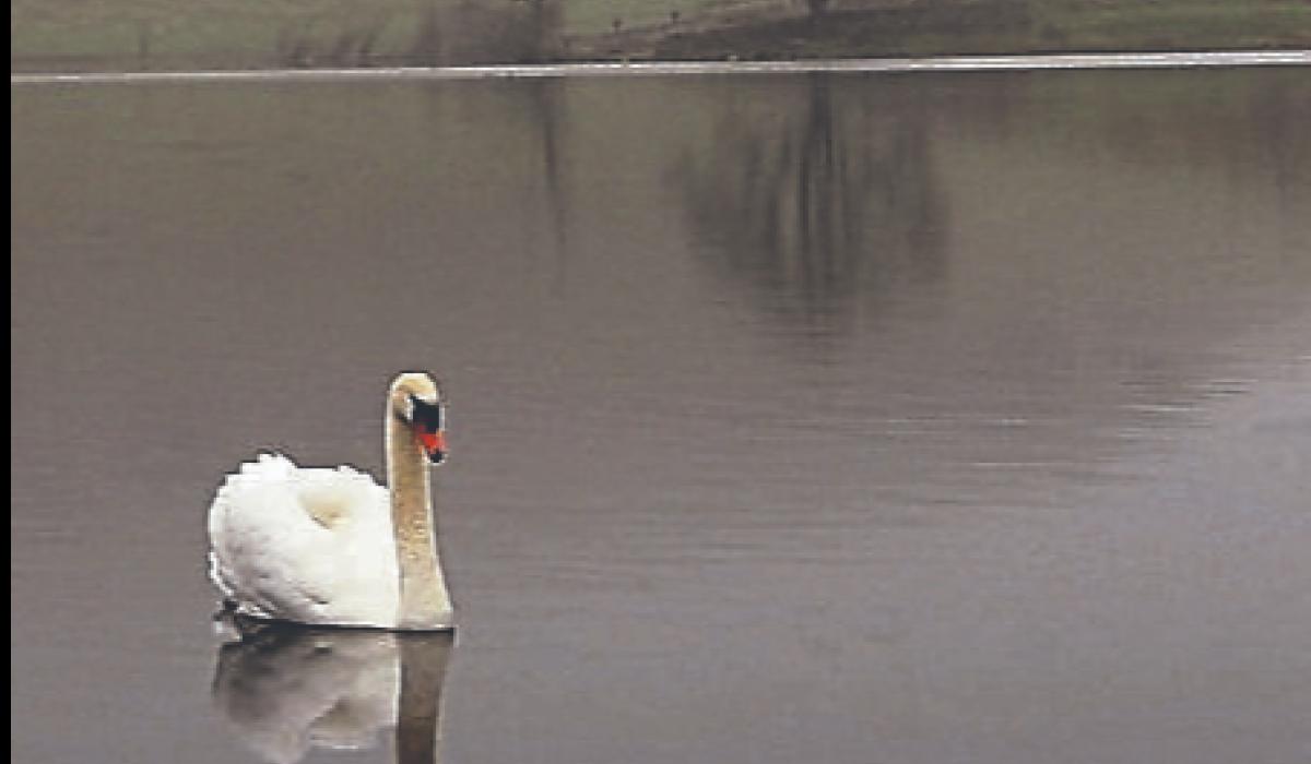 Manchán Magan sees ancient site in Limerick in new light following ...
