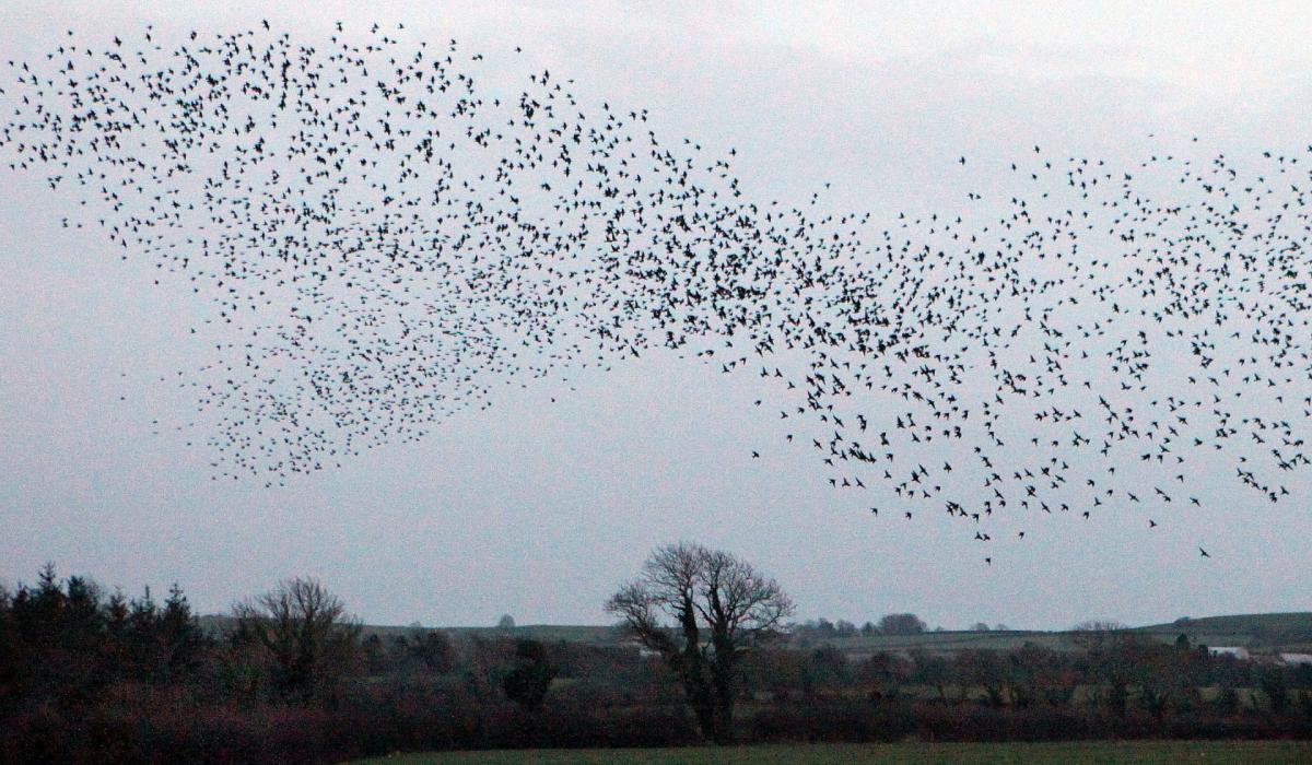 Starling attack in Limerick leaves council scratching around for ...