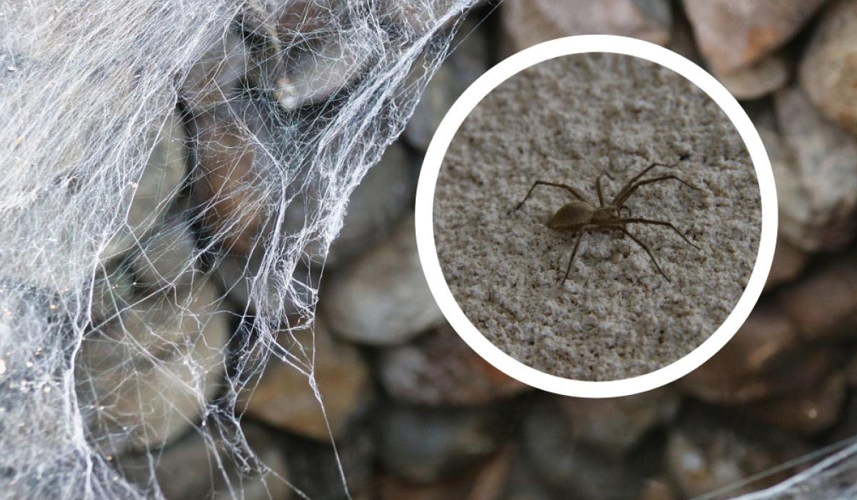 'Unwanted invaders' - Spate of spider infestations in Irish homes ...