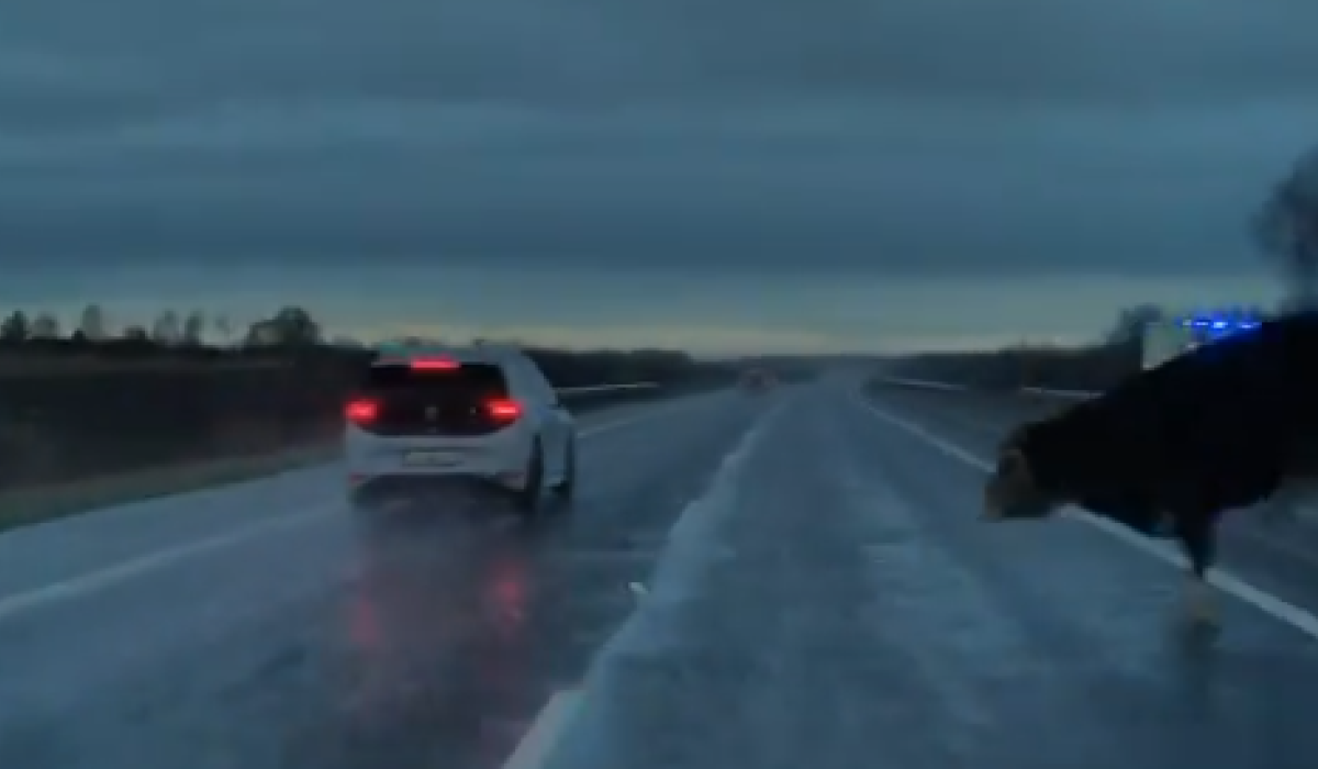 WATCH: Terrifying moment driver narrowly avoids crash with loose cow on ...