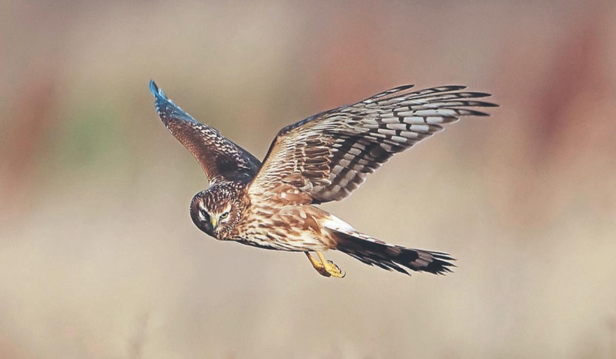 Hen harrier threat response plan takes off - Limerick Live