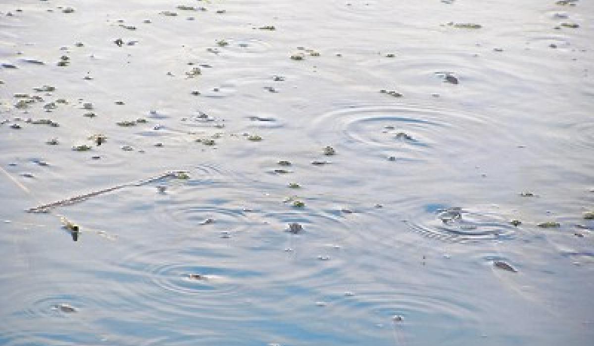 Appeal to Limerick anglers as heatwave puts ‘gasping’ fish ‘in distress ...