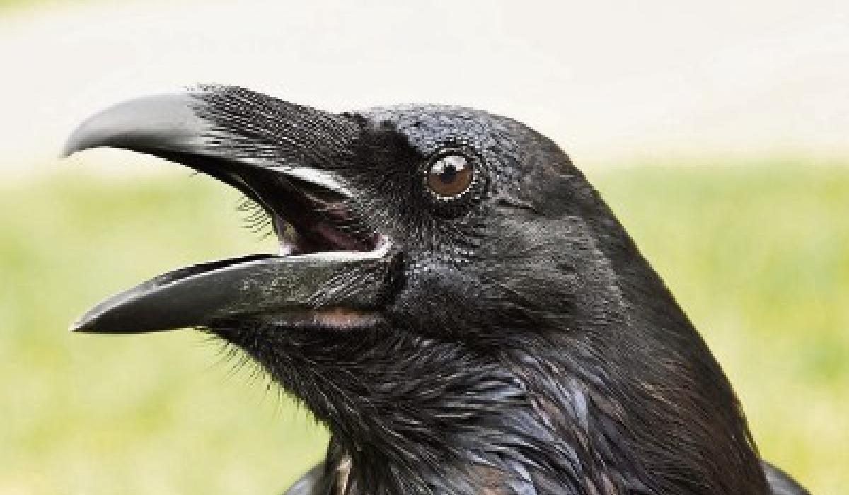 Stone the Limerick crows! Noisy birds cause consternation for sleepers ...