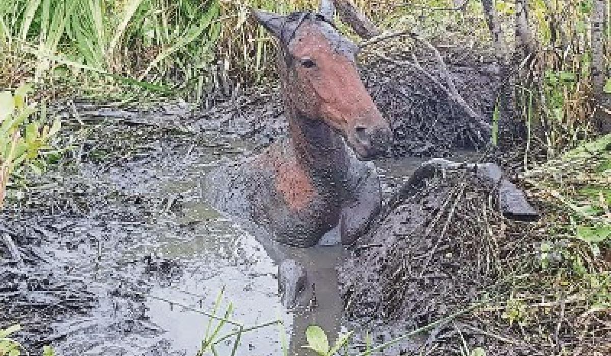 Horse rescued by local volunteers after falling into mud pond in ...