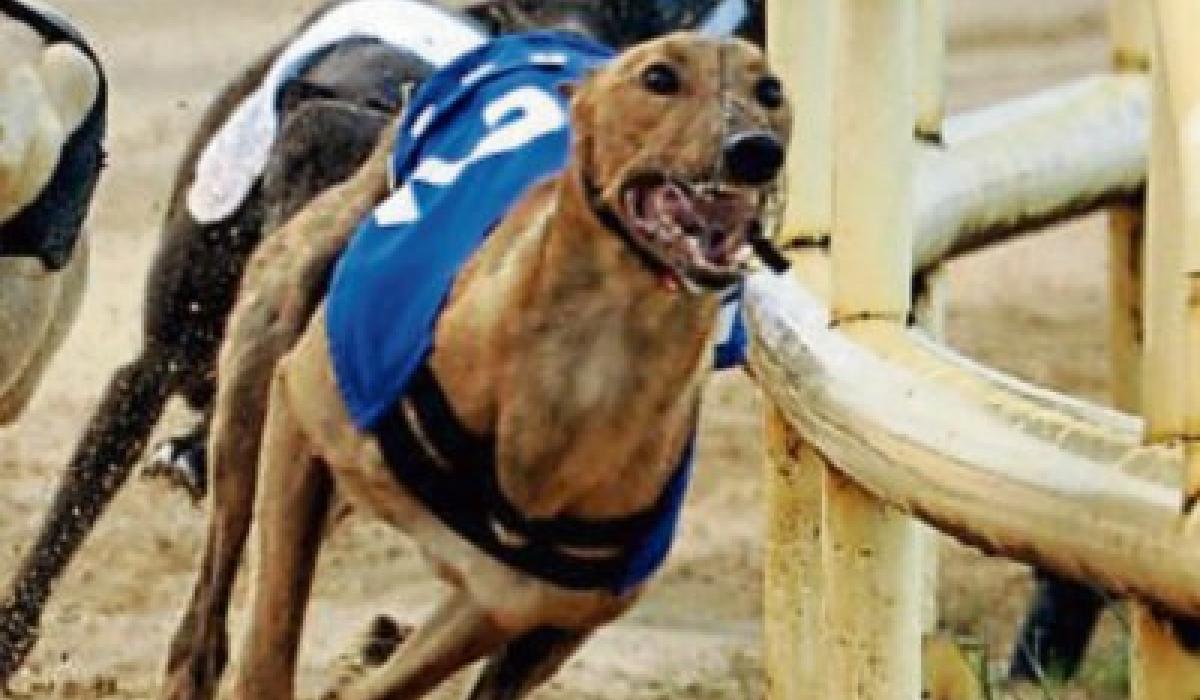 Limerick dogs Clonbrien Hero and Slippy Cian in Irish Greyhound Derby ...