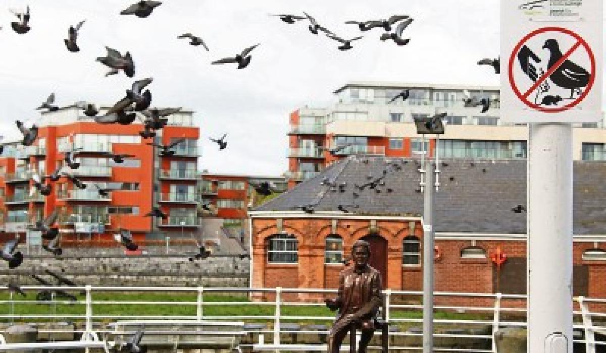 Don’t feed the birds: Council action over ‘aggressive’ Limerick pigeons ...