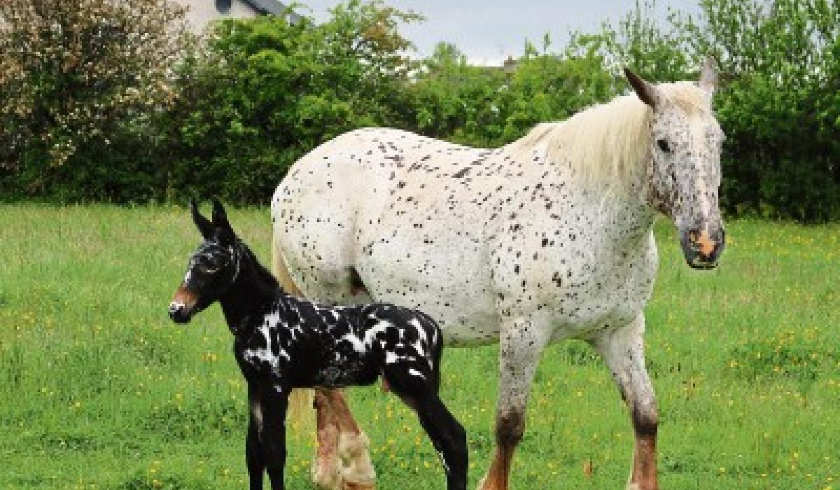 Very rare ‘no-name’ Apalooosa mule born in Limerick an instant Snapchat ...