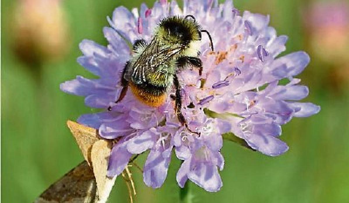 Wild About Wildlife: It’s a bee’s life - Limerick Live