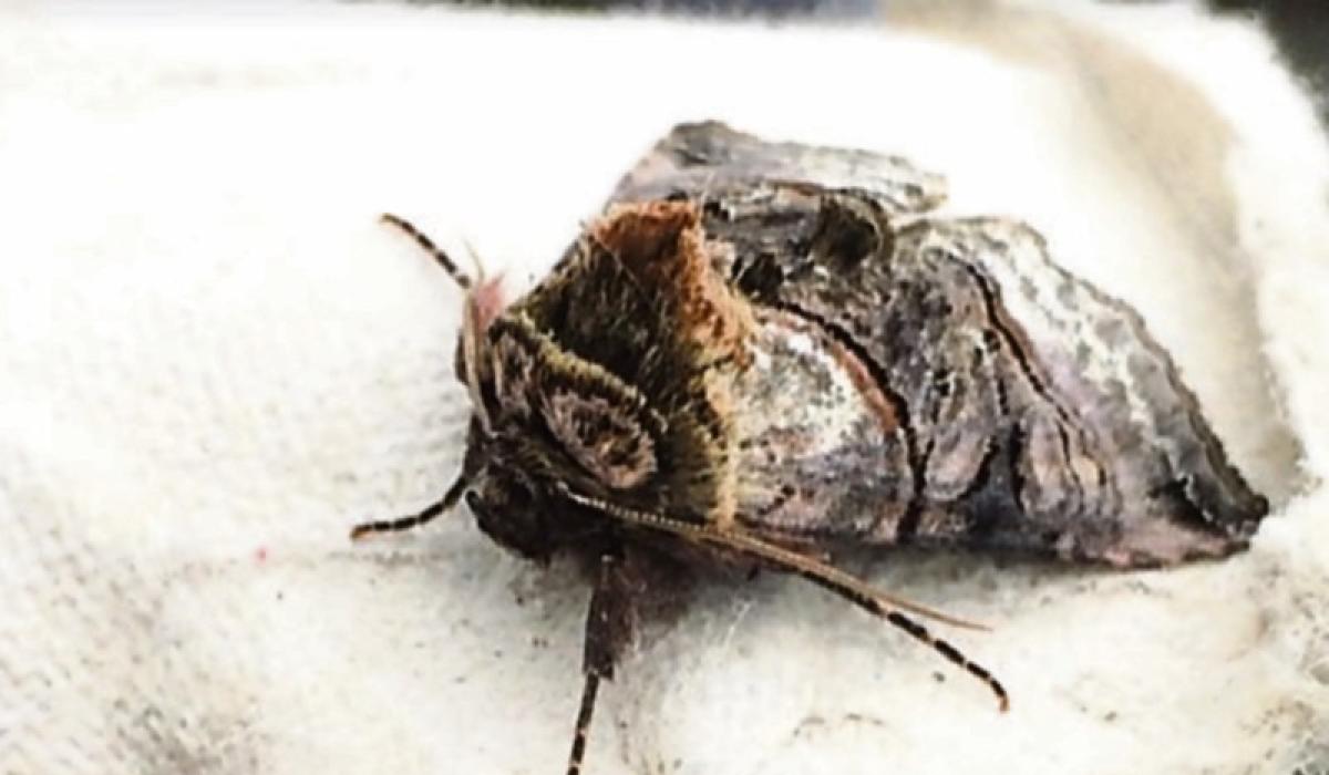 REVEALED: Surge in moth infestations in Irish homes - Limerick Live