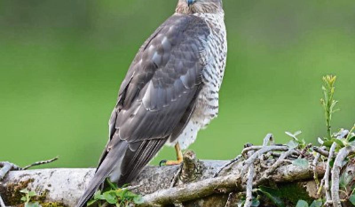 Wild About Wildlife: Speed, surprise and sparrowhawk - Limerick Live