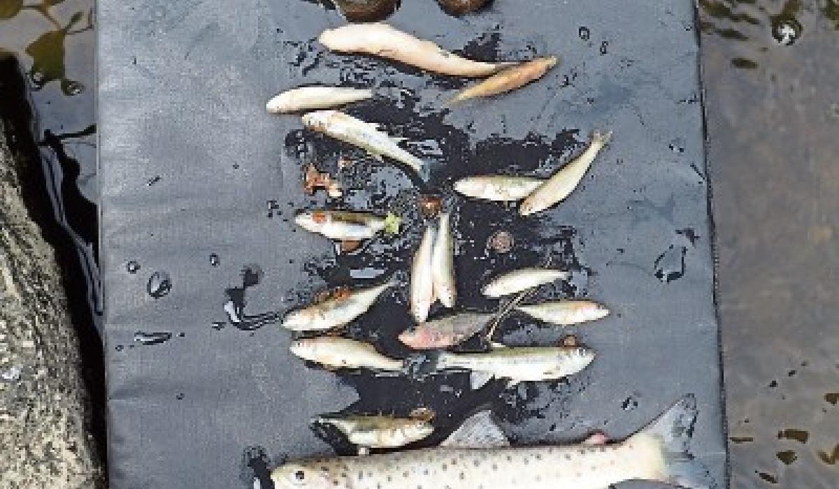 ‘Serious fish kill’ in County Limerick started in Cork farm - Limerick Live