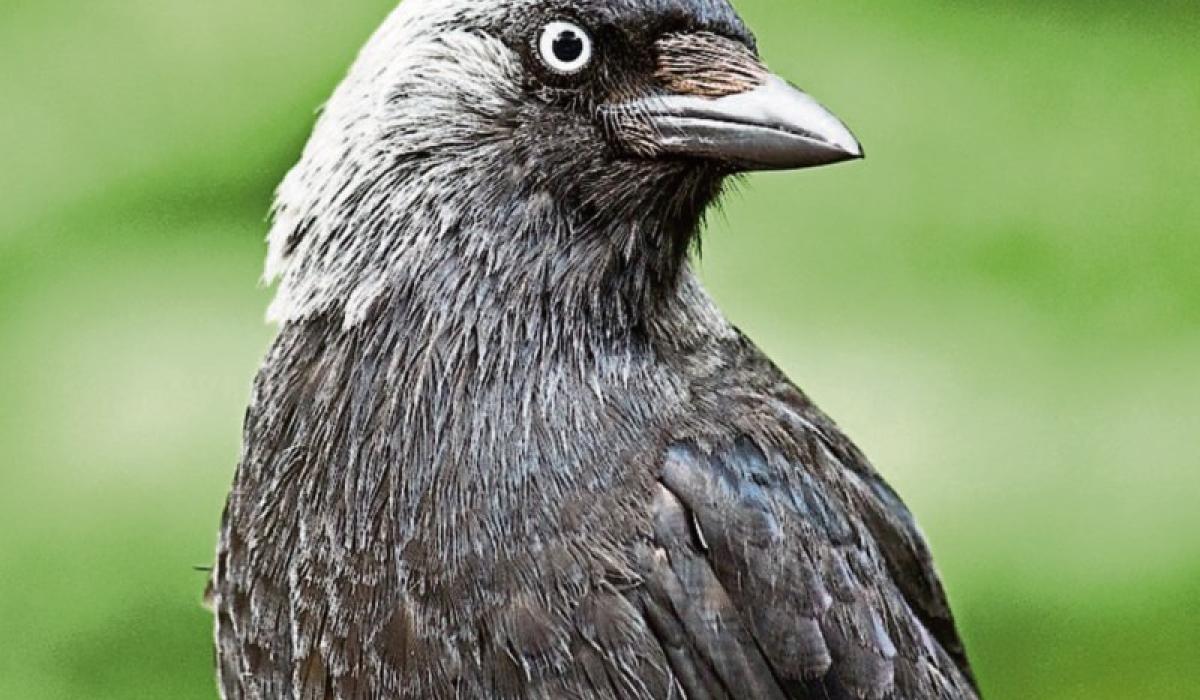 why do crows make noise