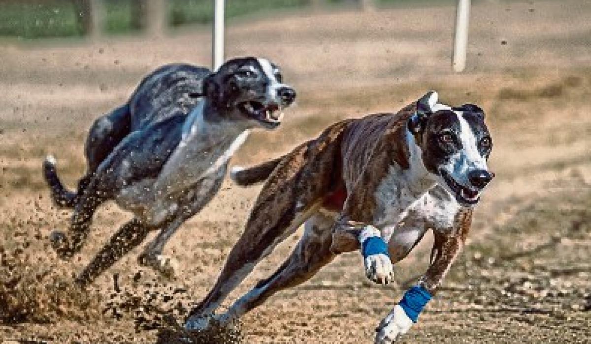 Limerick-based Greyhound Racing Ireland’s legal spend doubles to €373k ...