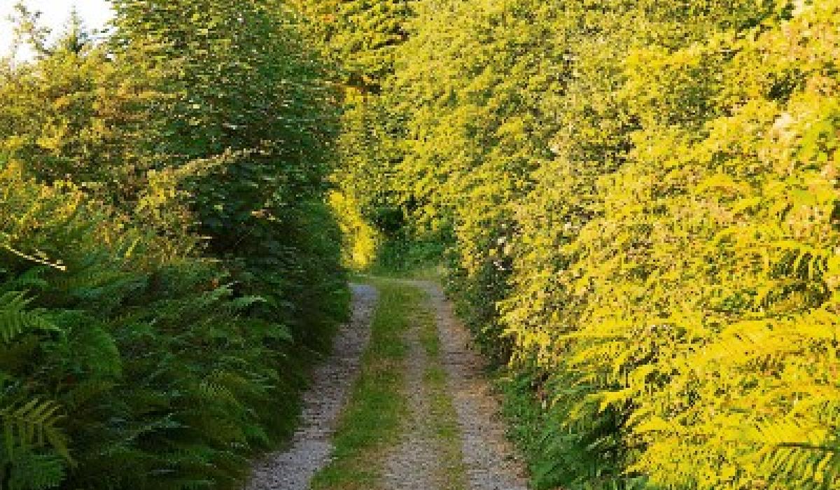 Big boost for Ballyhoura Walking Trails in County Limerick - Limerick Live