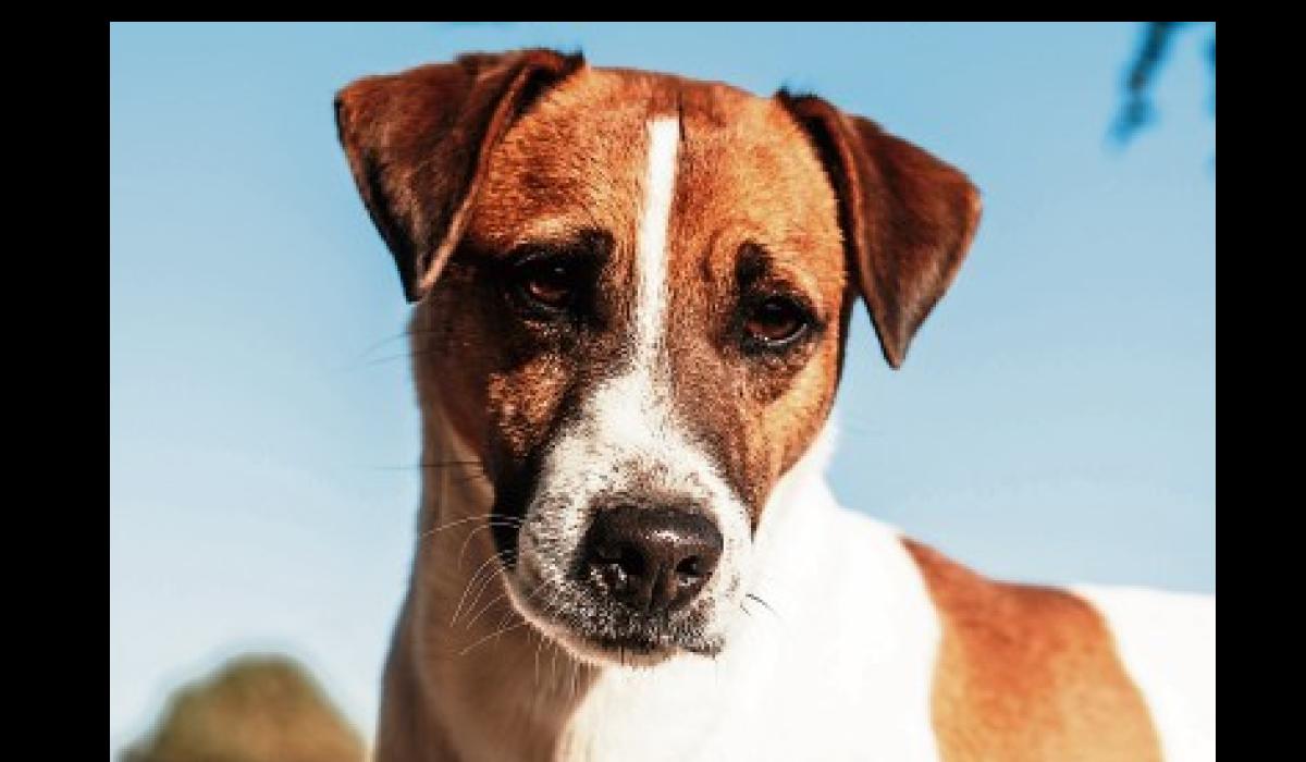 A ‘paws’ for Christmas in Limerick dog barking case - Limerick Live