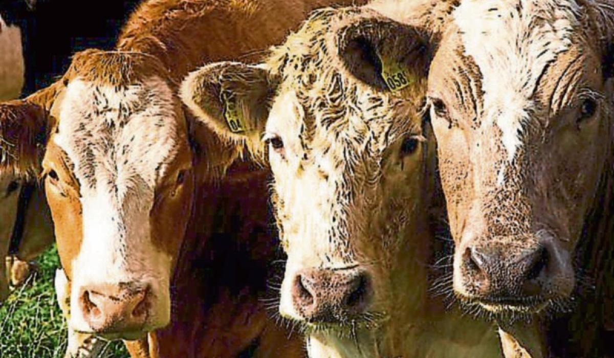 Limerick mart report: Pedigree Angus sell for up to €4,700 - Limerick Live