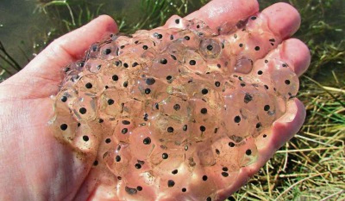 Wild About Wildlife: Searching for frogspawn - Limerick Live
