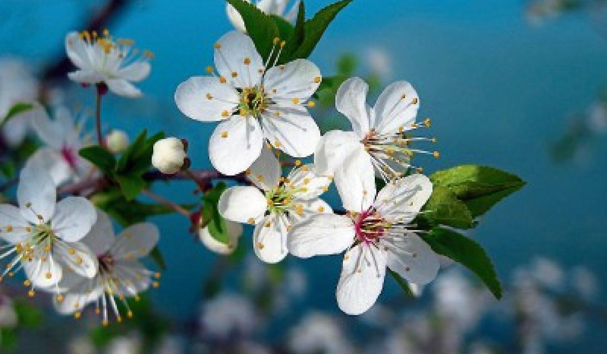Green Fingers: A blossoms that is the cherry on spring - Limerick Live