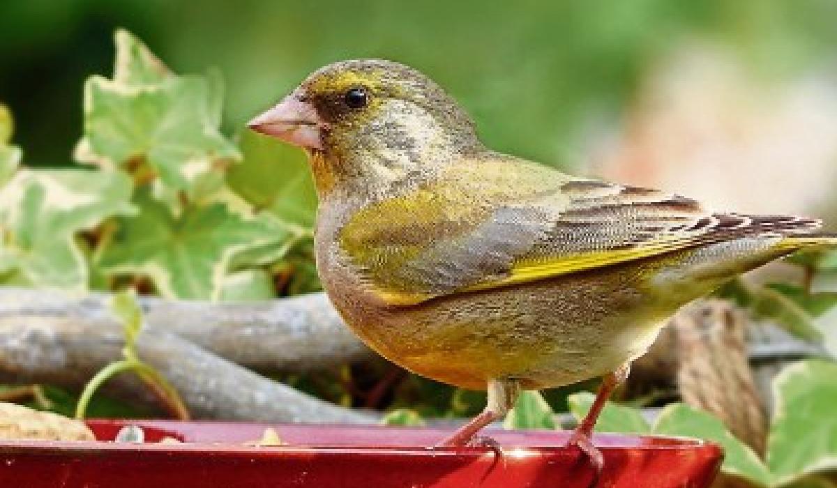 Wild About Wildlife: Bird song of early spring - Limerick Live
