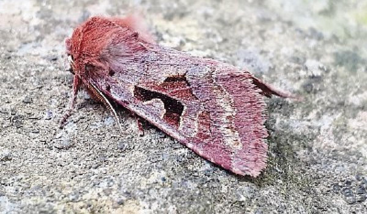 Wild about Wildlife: The Hebrew character moth - Limerick Live