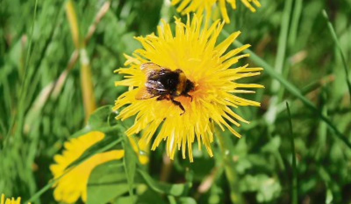 'Bee-lieve' in collection of grass, says Limerick Cllr Catherine ...