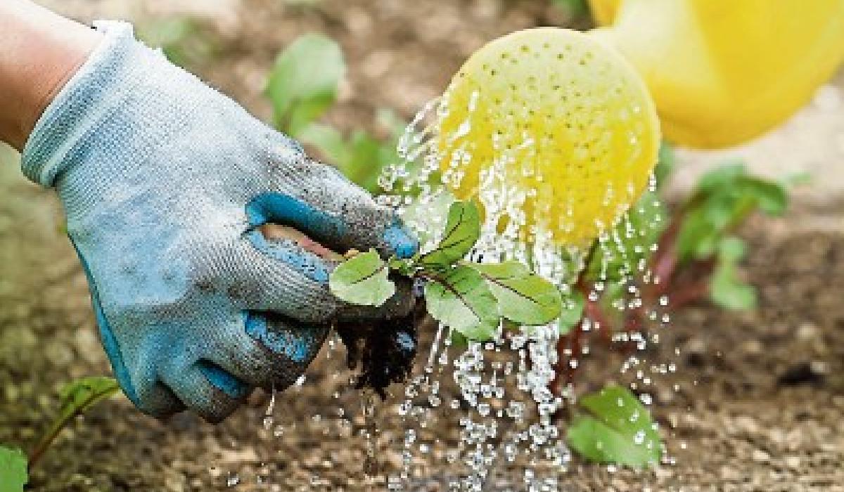 Limerick water schemes still in drought despite recent rainfall ...