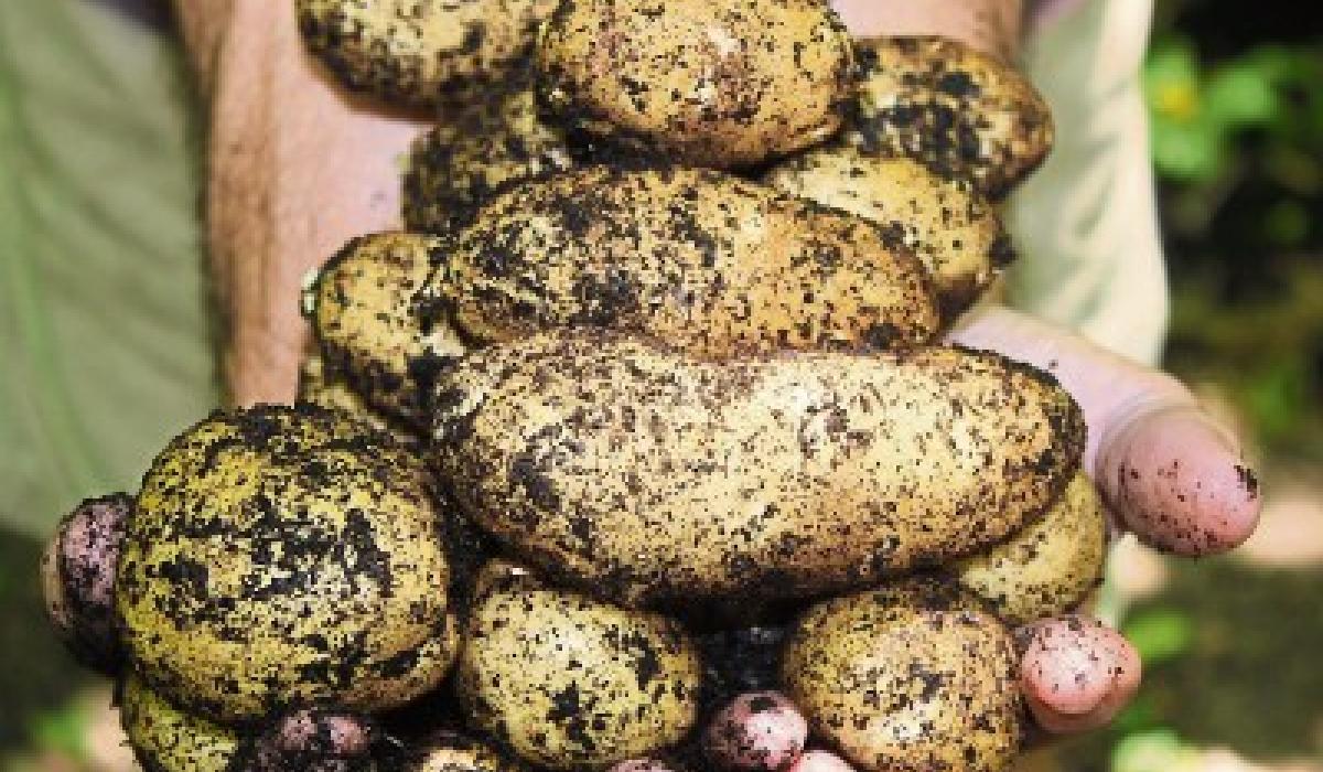 Green Fingers: 'The story of spuds' - James Vaughan - Limerick Live