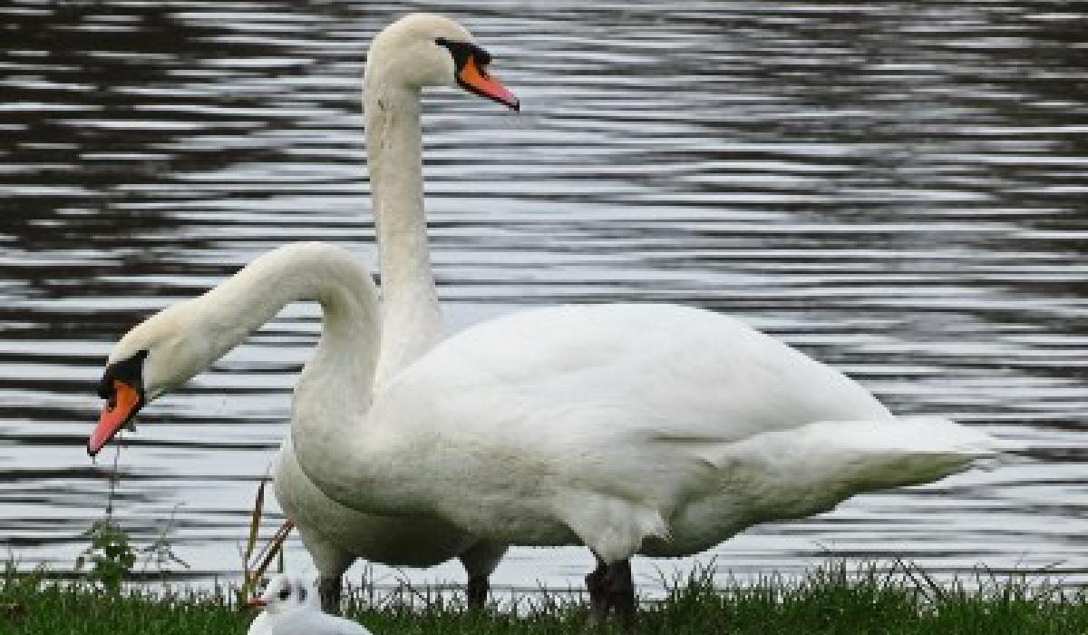 Then and Now: 'A walk in the woods spurs thoughts on local history ...