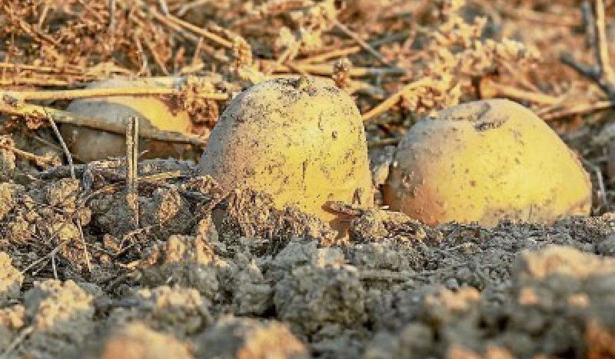 Wild About Wildlife: Digging deep on traditional spuds - Limerick Live