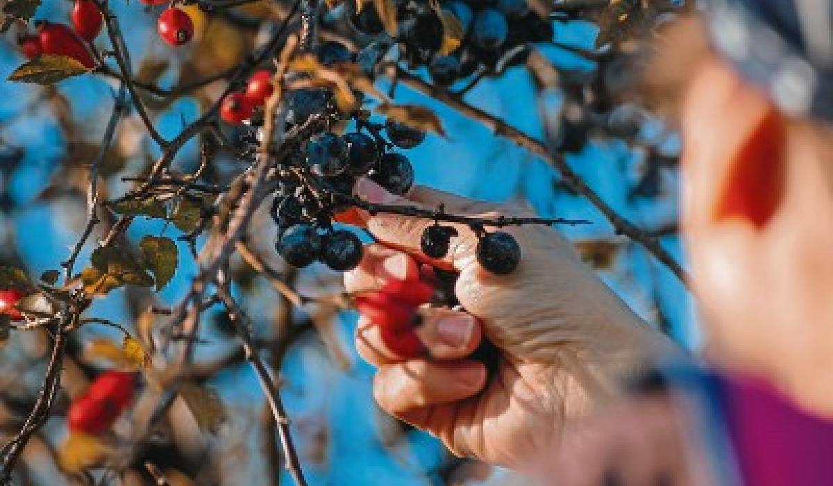 Healthy Living: Foraging is the future - Limerick Live