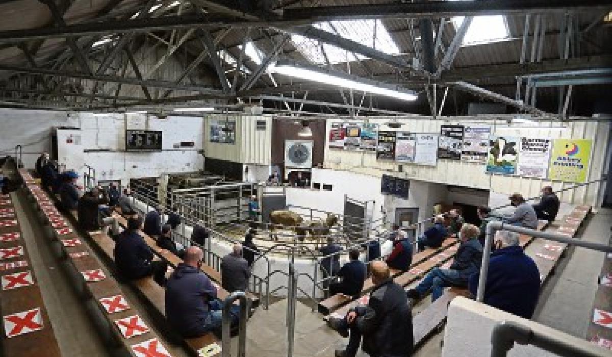 Limerick Farming: Cattle prices at Kilmallock Mart ‘at an all time high ...