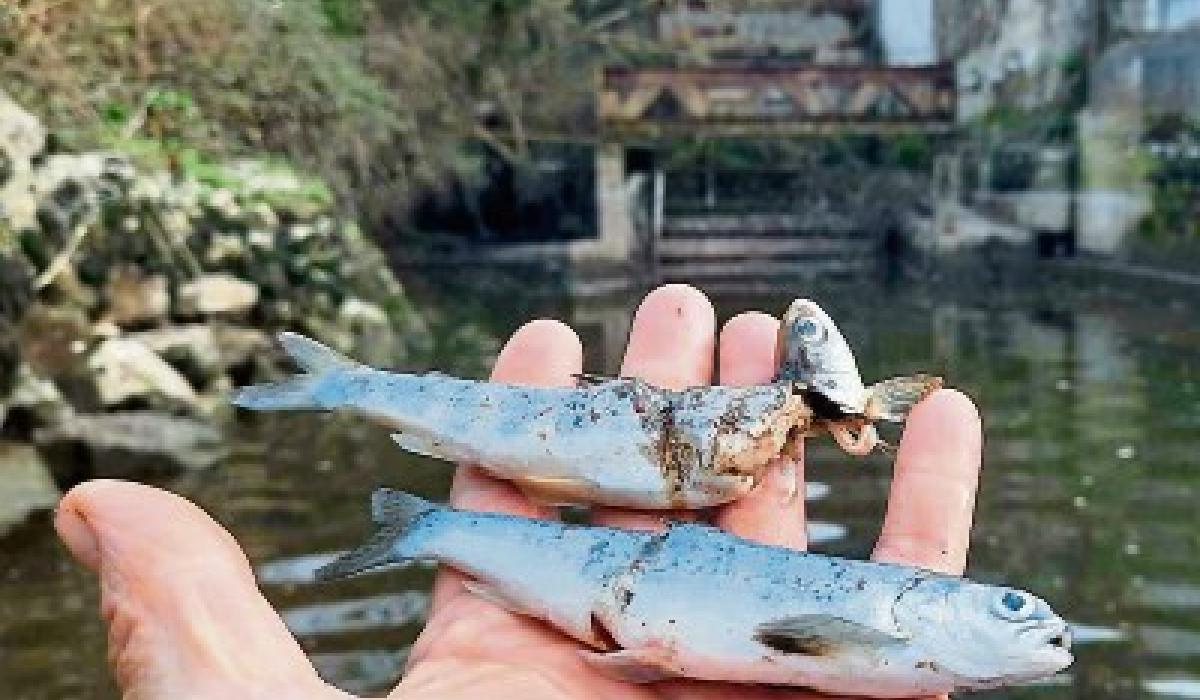 Hydro-electric turbine blamed for mangled fish on Limerick river ...