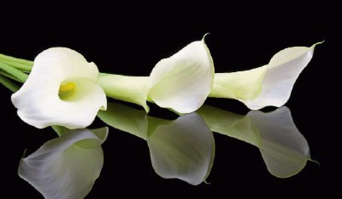 Deaths in Limerick - September 15, 2021 - Limerick Live