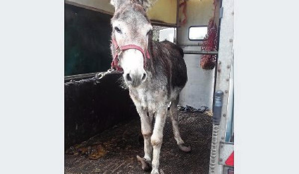 ISPCA appeal for information on neglected donkey found in Limerick ...