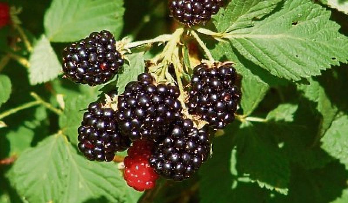 Make the most of autumn fruits with a Berry Crumble tray bake ...