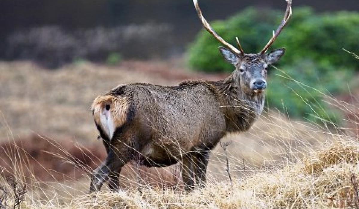 Operation Bambi in full swing after Deer poached in Limerick - Limerick ...