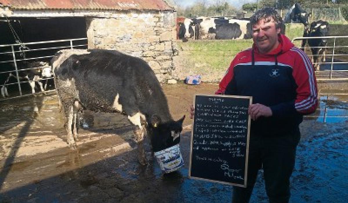 Limerick farmer wants 'no bull' from cows as he heads off to Cheltenham ...