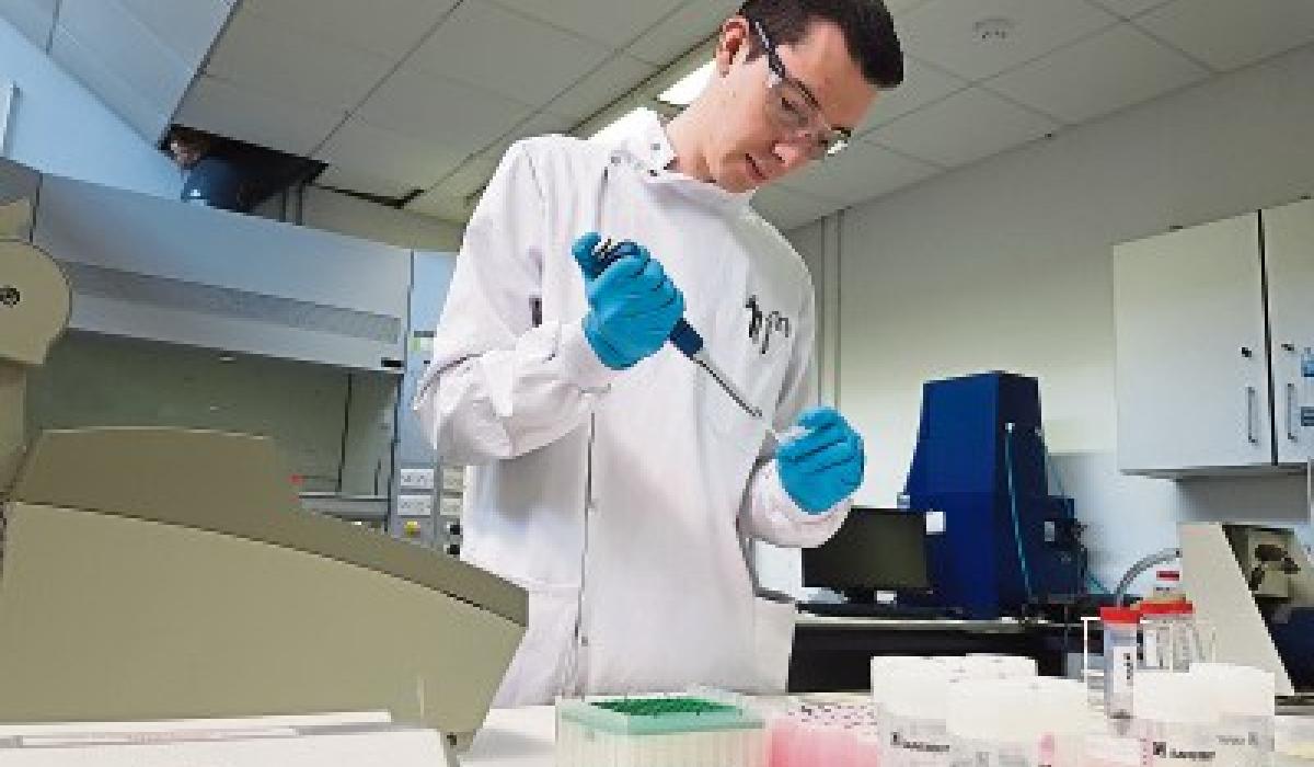 Limerick IT study reveals pure native Irish honey bee alive and well ...