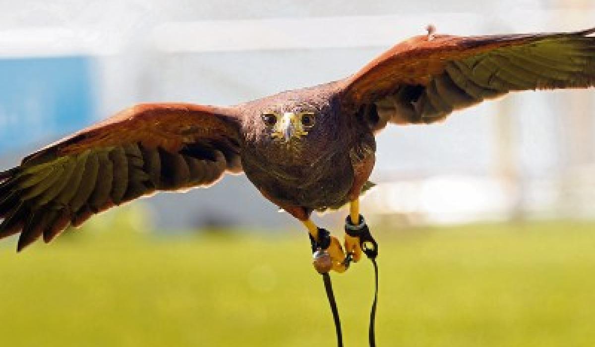 Girl, 3, gets €5k damages after hawk strike at Limerick falconry ...