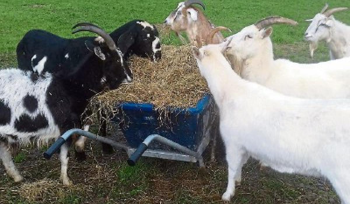 Limerick Animal Welfare has lots of pets waiting for a new home in 2018 ...