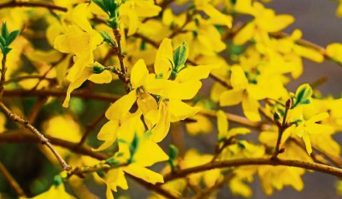 Spring is in bloom - finally - Limerick Live
