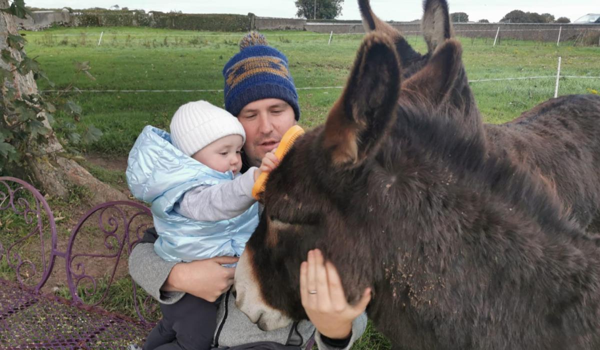 Rehomed donkeys join loving Limerick family - Limerick Live